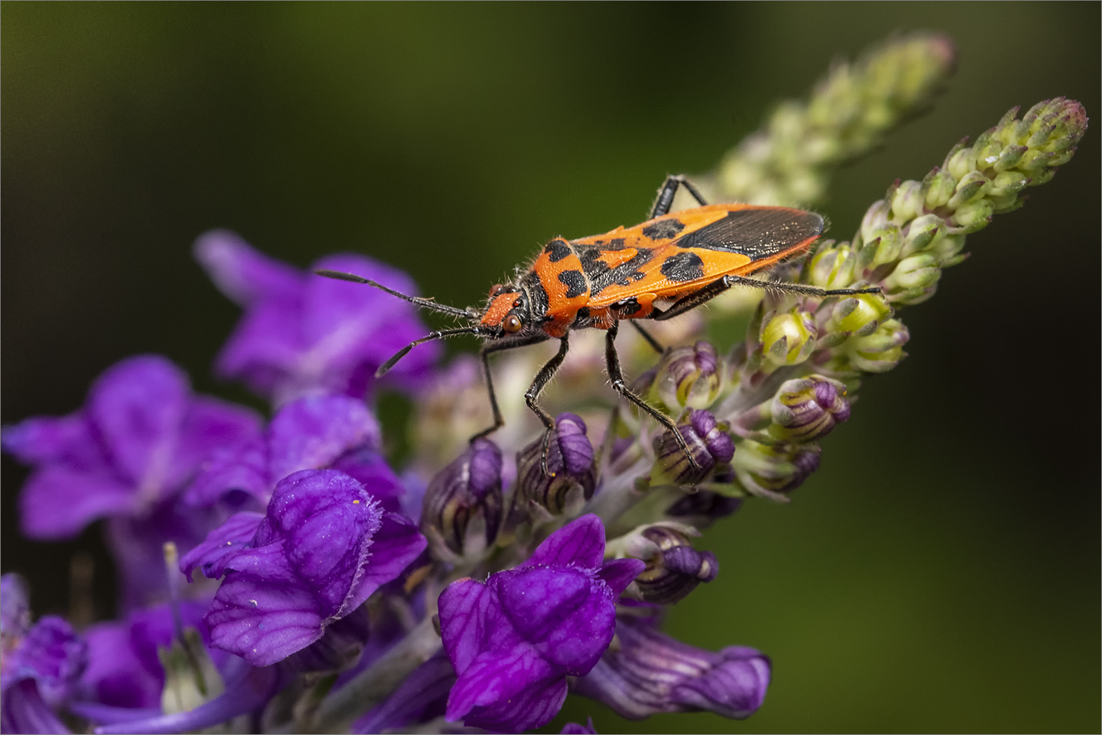 Members Gallery - Hornchurch Photographic Society